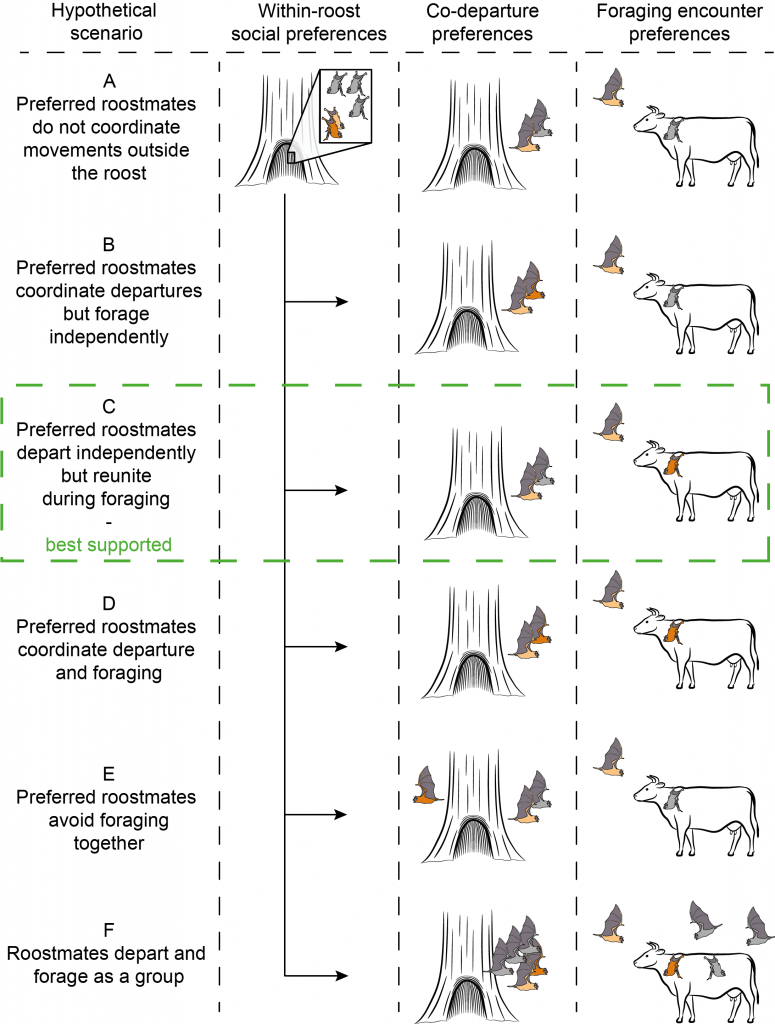 Social foraging in vampire bats is predicted by long-term cooperative ...