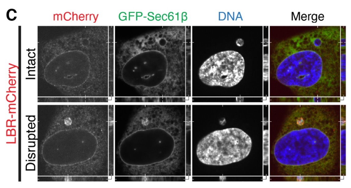Endomembranes promote chromosome missegregation by ensheathing ...