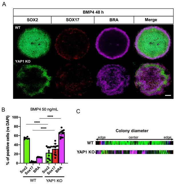 YAP1 Regulates the Self-organized Fate Patterning of hESCs-Derived ...