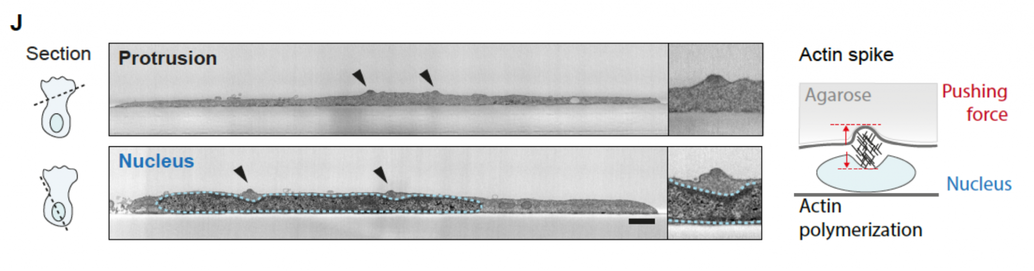Mechanosensitivity of amoeboid cells crawling in 3D - preLights