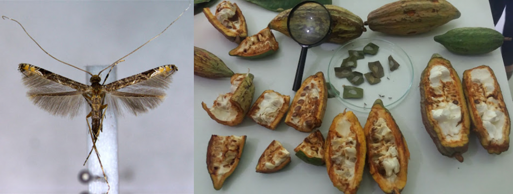 Transcriptome analysis of developmental stages of cocoa pod borer ...