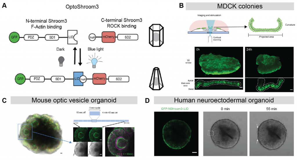 Optogenetic control of apical constriction induces synthetic ...