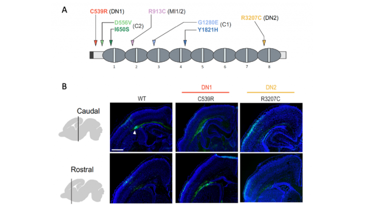 Functional characterization of RELN missense mutations involved in ...