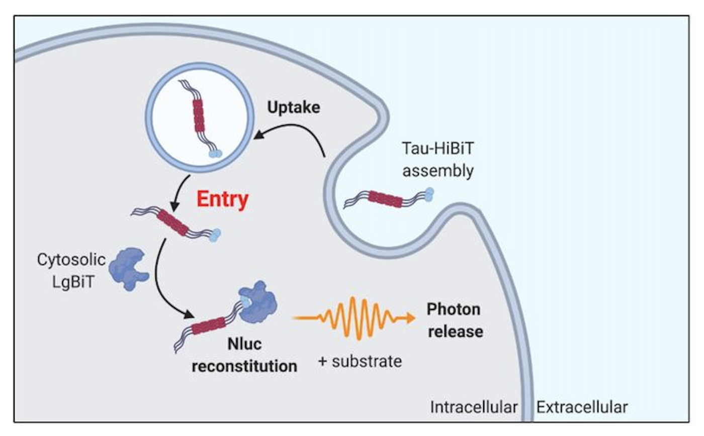 Tau assemblies enter the cytosol of neurons in a cholesterol sensitive ...