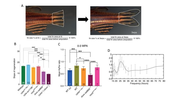 The roles of NADPH oxidases during adult zebrafish fin regeneration ...
