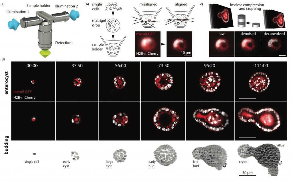Multiscale light-sheet organoid imaging framework - preLights