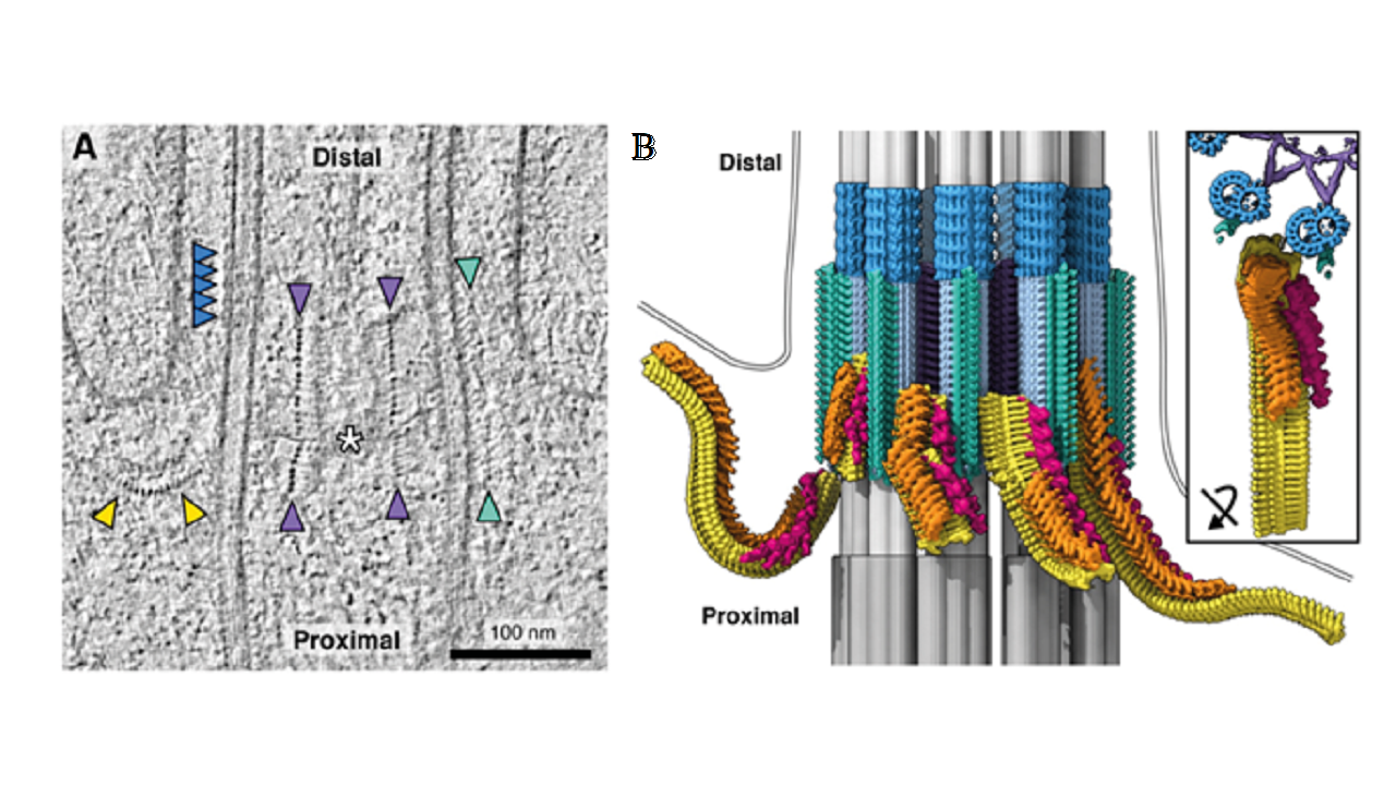 In situ architecture of the ciliary base reveals the stepwise assembly ...
