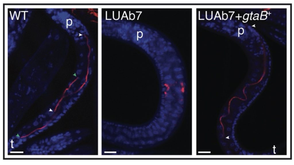Bacterial filamentation is an in vivo mechanism for cell-to-cell ...