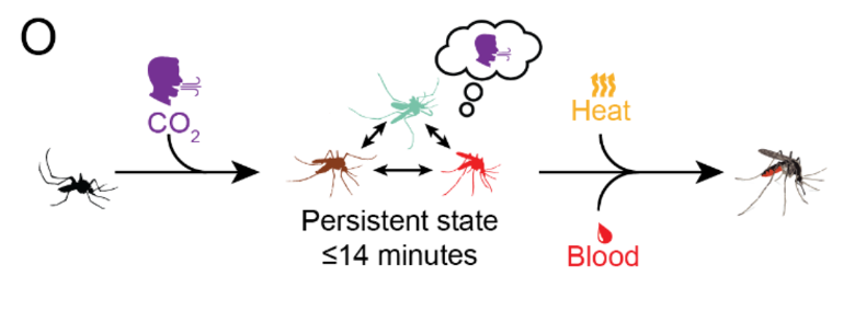 A persistent behavioral state enables sustained predation of humans by ...