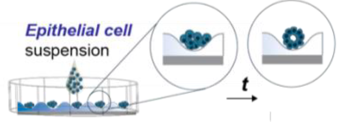 Microstructured hydrogels to guide self-assembly and function of lung ...