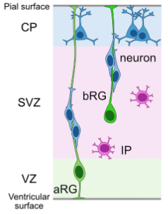 A cell fate decision map reveals abundant direct neurogenesis in the ...