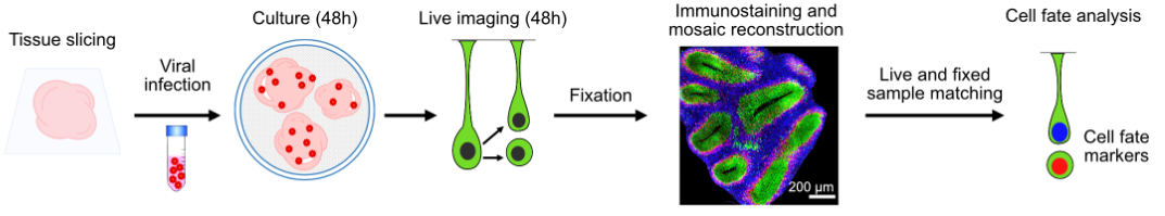 A cell fate decision map reveals abundant direct neurogenesis in the ...
