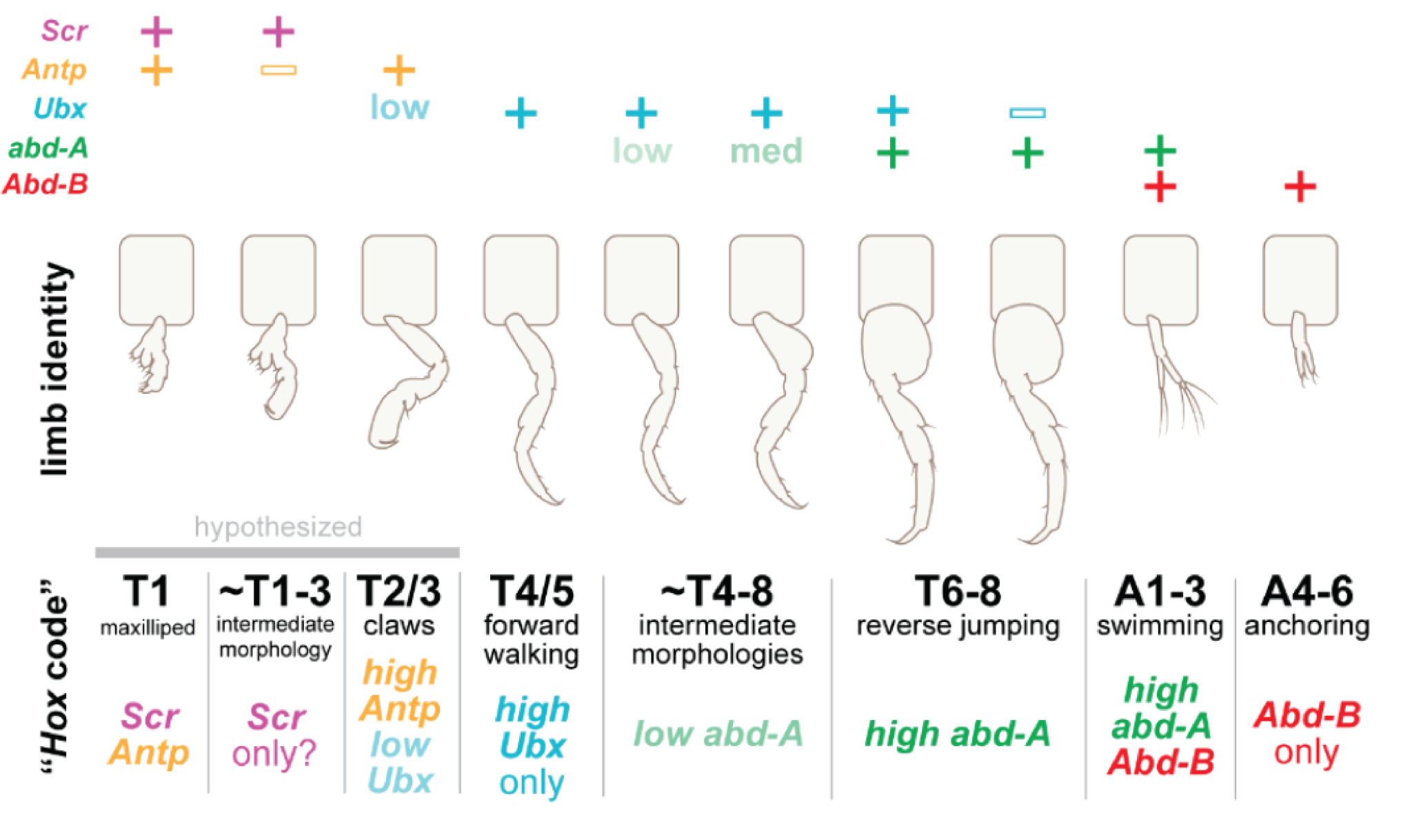 Combinatorial interactions of Hox genes establish appendage diversity ...