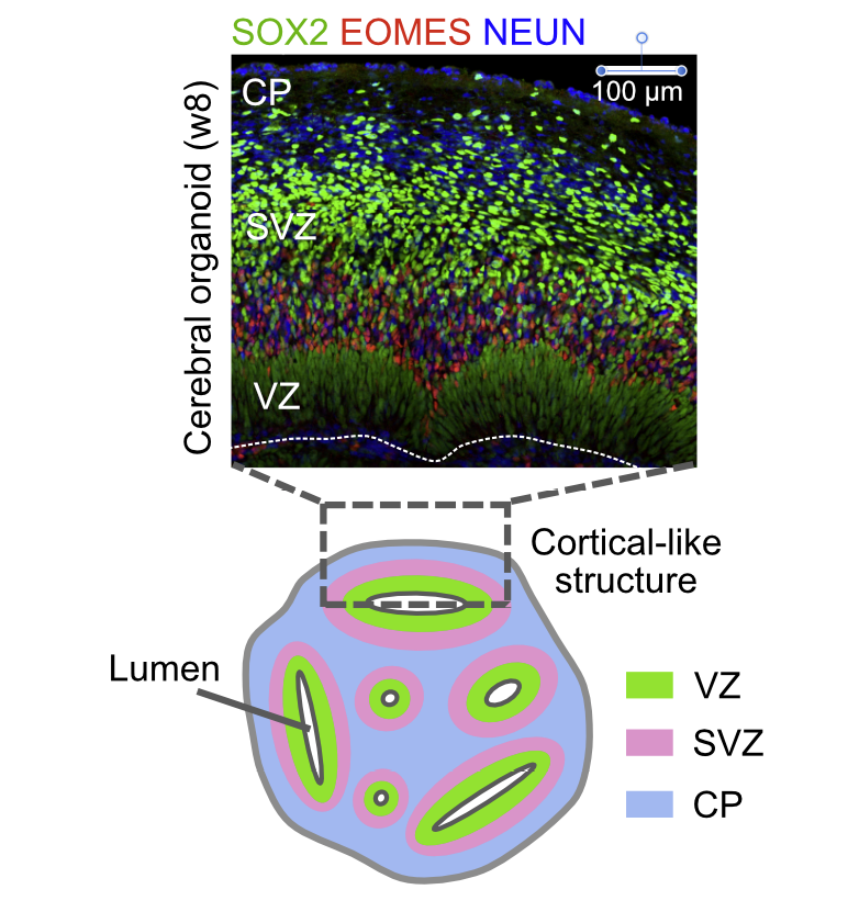 A cell fate decision map reveals abundant direct neurogenesis in the ...