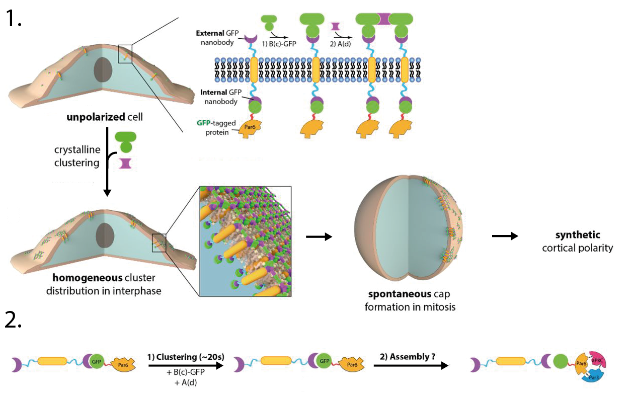 Figure_Watson et al 2022 - preLights