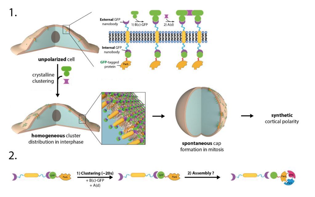 Induction of cortical Par complex polarity by designed proteins causes ...