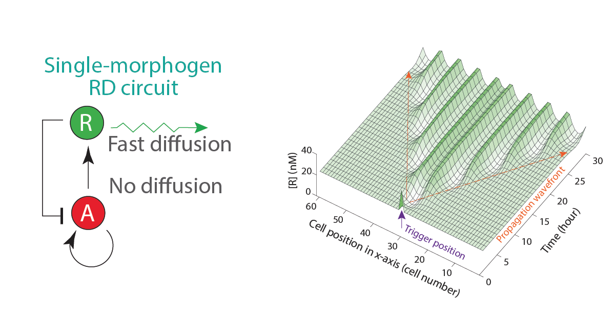 Periodic spatial patterning with a single morphogen - preLights