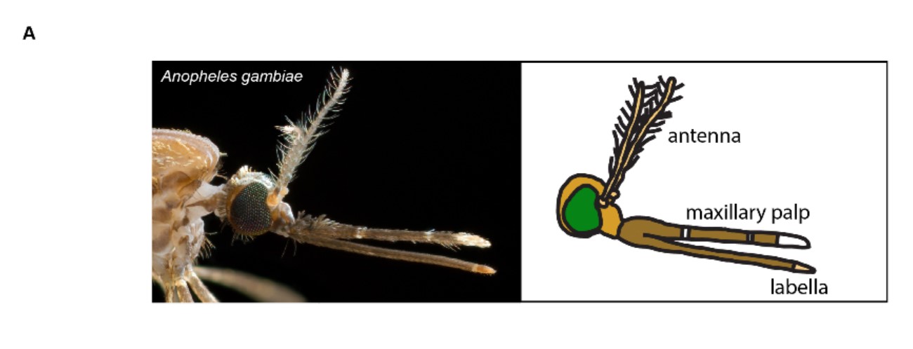 A spatial map of antennal-expressed olfactory ionotropic receptors in ...