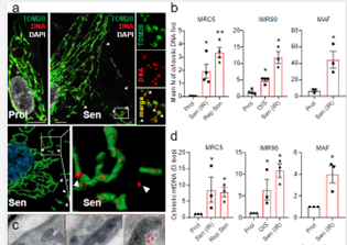 Sub-lethal apoptotic stress enables mtDNA release during senescence and ...