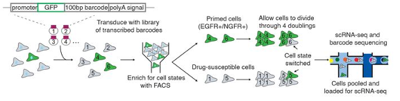 Disrupting cellular memory to overcome drug resistance - preLights
