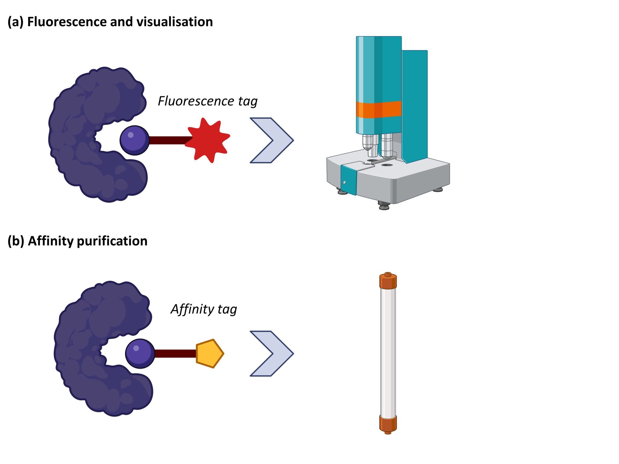 Multifunctional fluorophores for live-cell imaging and affinity capture ...