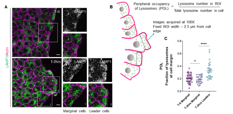 Mechanosensitive dynamics of lysosomes regulates the emergence of ...