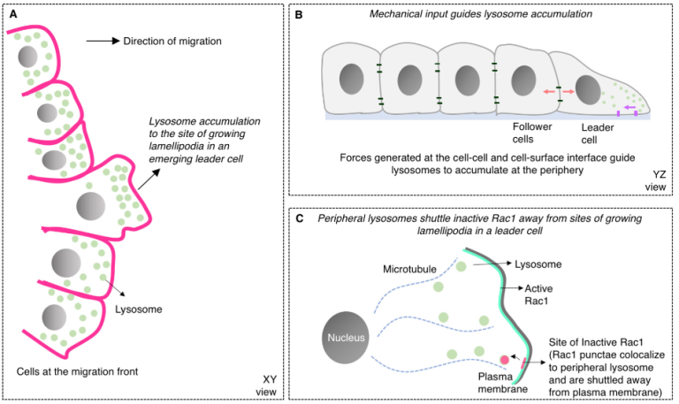 Mechanosensitive dynamics of lysosomes regulates the emergence of ...