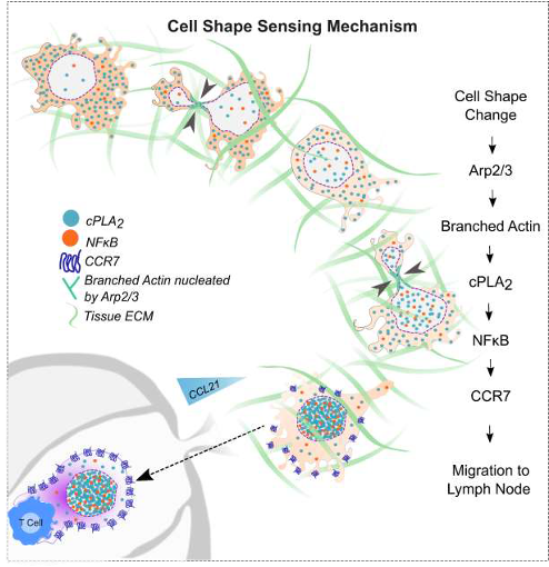 An Arp2/3-cPLA2-NFκB axis acts as a Cell Shape Sensor to drive ...