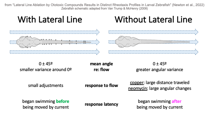 Lateral Line Ablation by Ototoxic Compounds Results in Distinct ...