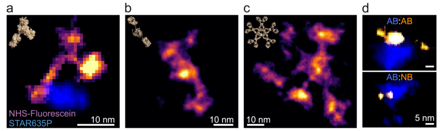 Expansion microscopy at one nanometer resolution - preLights