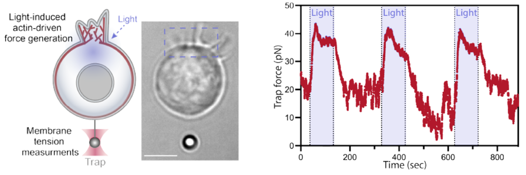 Actin-driven protrusions generate rapid long-range membrane tension ...