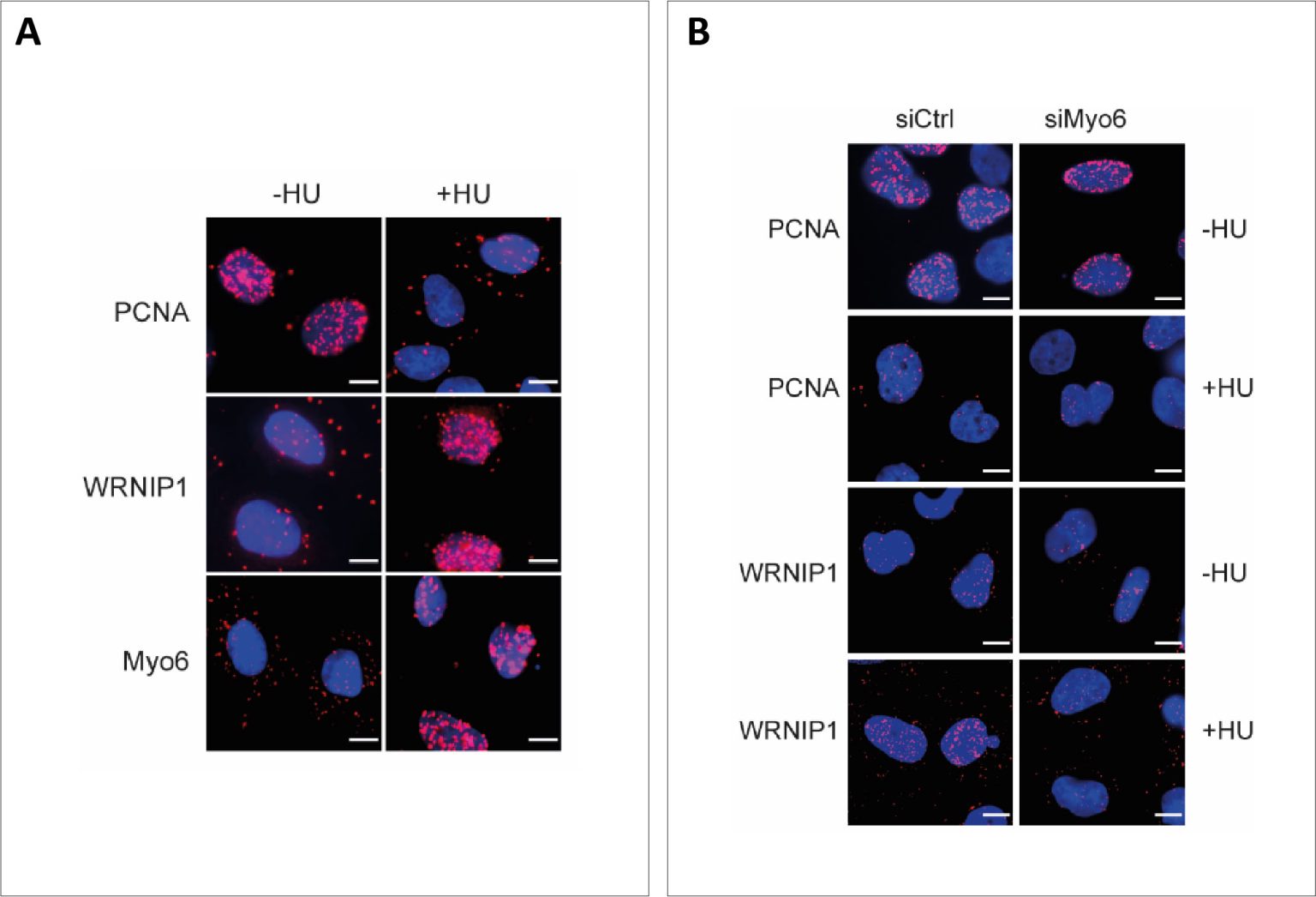 Nuclear myosin VI maintains replication fork stability - preLights