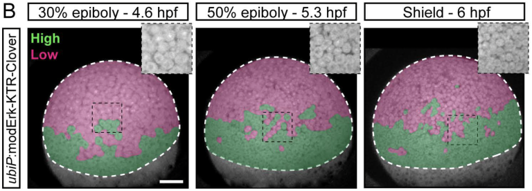 An improved Erk biosensor reveals oscillatory Erk dynamics driven by ...