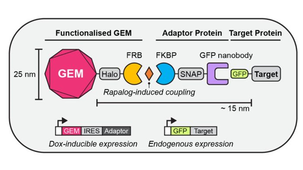 Genetically encoded multimeric tags for intracellular protein ...