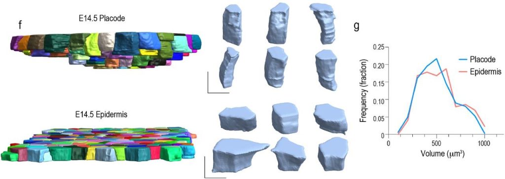 Mechanical forces across compartments coordinate cell shape and fate ...
