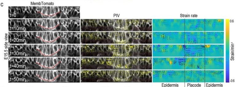 Mechanical forces across compartments coordinate cell shape and fate ...