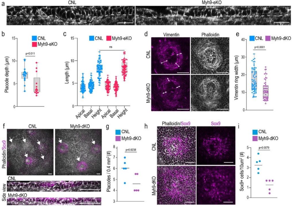 Mechanical forces across compartments coordinate cell shape and fate ...