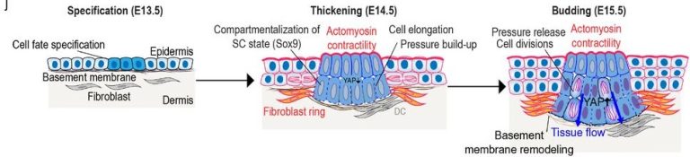 Mechanical forces across compartments coordinate cell shape and fate ...
