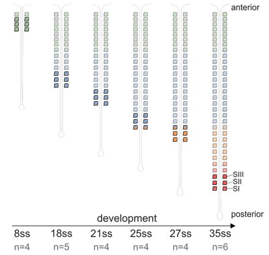 A transcriptional and regulatory map of mouse somitogenesis - preLights