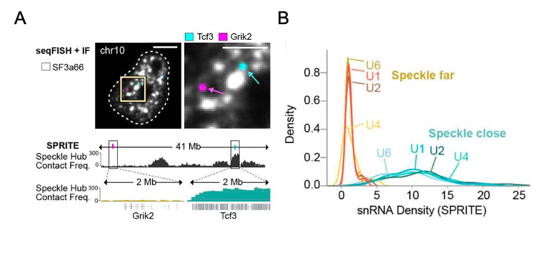 3D genome organization around nuclear speckles drives mRNA splicing ...