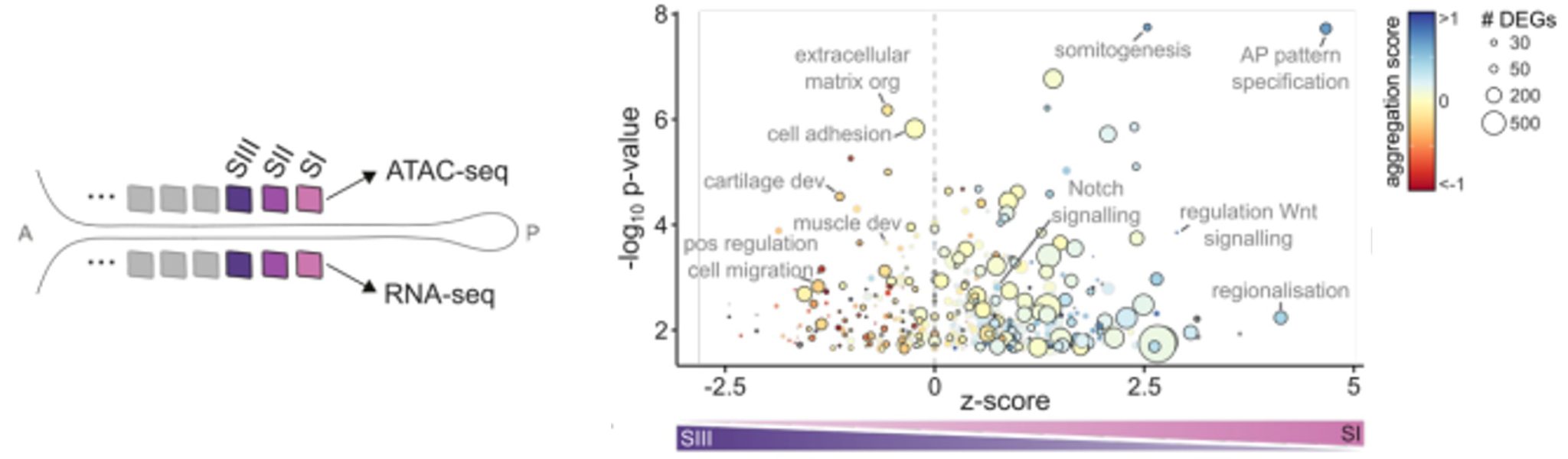 A transcriptional and regulatory map of mouse somitogenesis - preLights