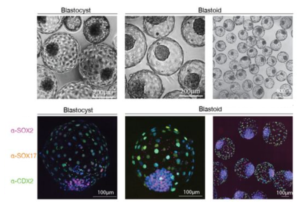 Bovine blastocyst like structures derived from stem cell cultures ...