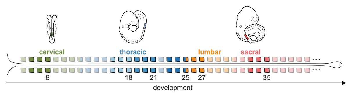 A transcriptional and regulatory map of mouse somitogenesis - preLights