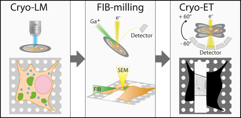 Quantification of gallium cryo-FIB milling damage in biological lamella ...