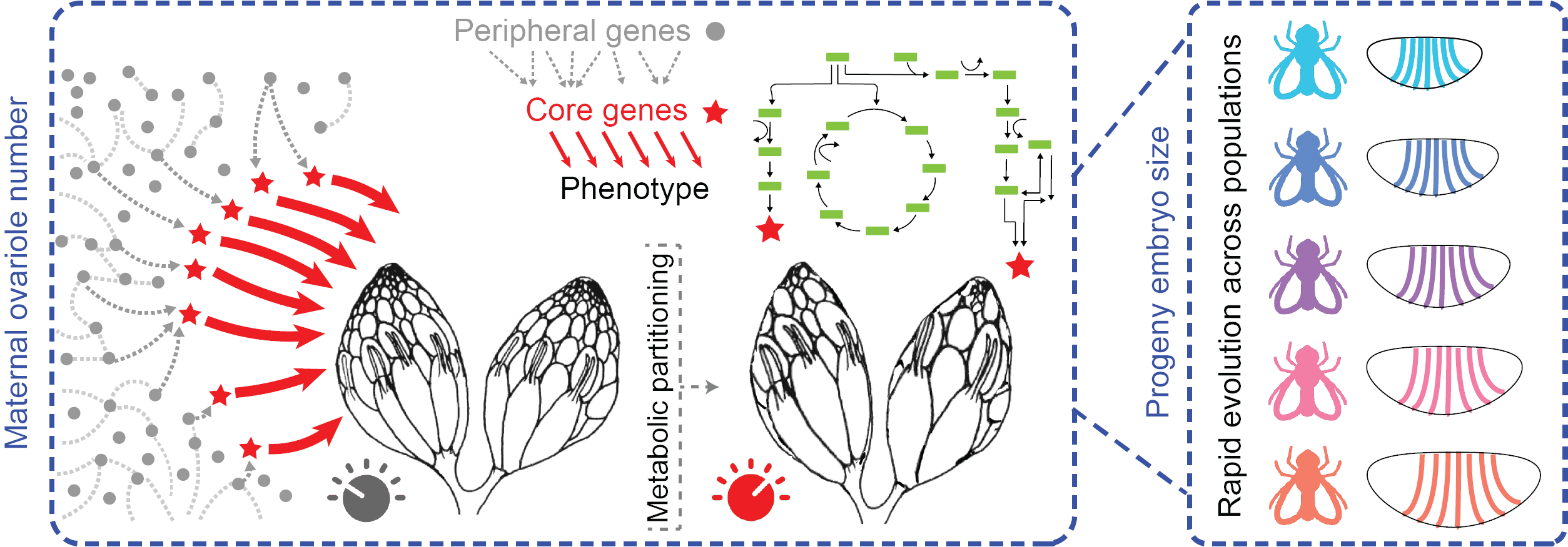 Laboratory evolution of flies to morphogen dosage via rapid maternal ...