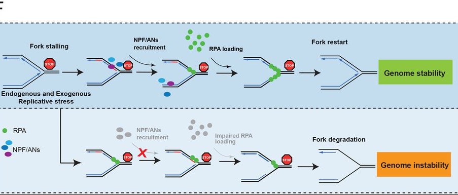 Actin nucleators safeguard replication forks by limiting nascent strand ...