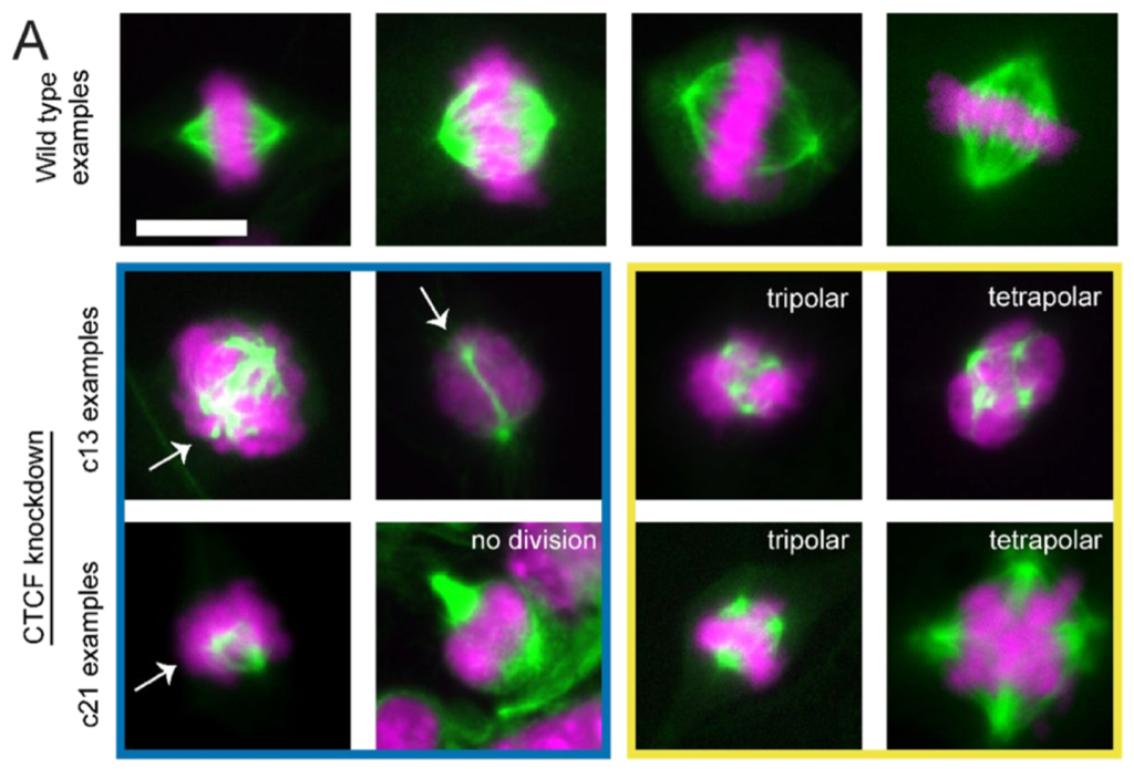 CTCF is essential for proper mitotic spindle structure and anaphase ...