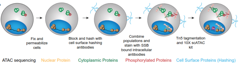 Phospho-seq: Integrated, multi-modal profiling of intracellular protein dynamics in single cells ...