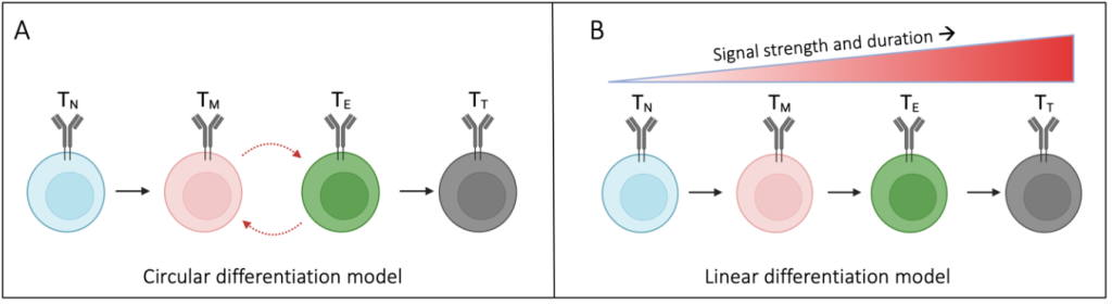 A data-driven Boolean model explains memory subsets and evolution in ...
