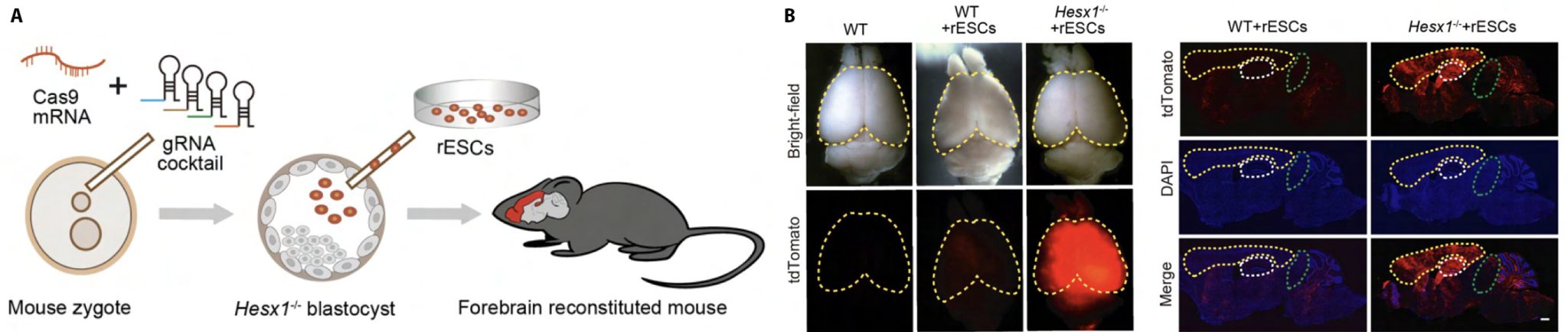 Interspecies blastocyst complementation generates functional rat cell ...